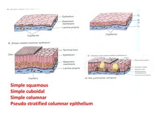 Stratified Epithelial Tissue Diagram