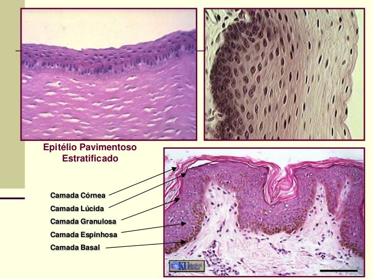 Aula 1 de Histologia : Epitélio