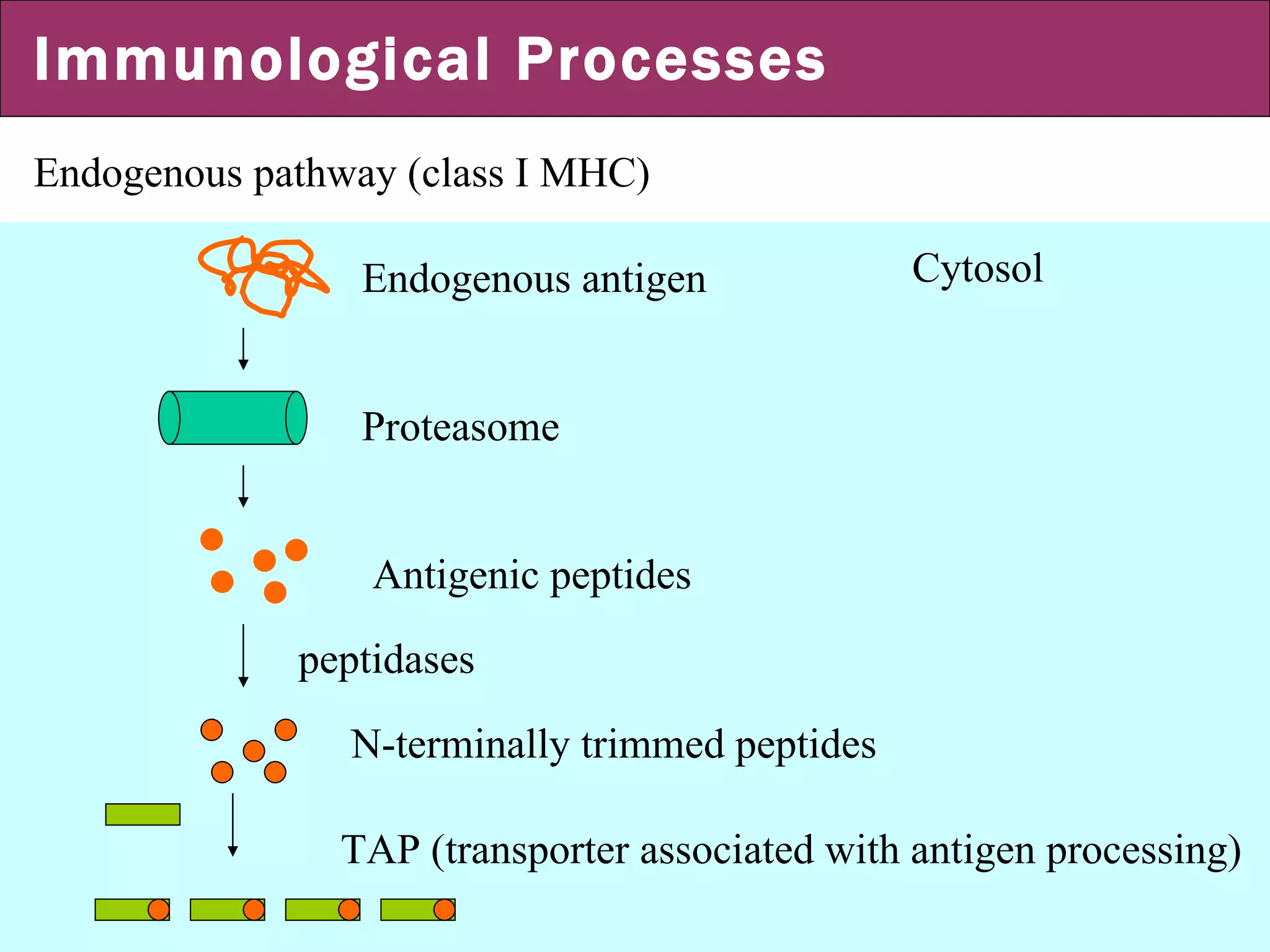 Epitope Prediction And Its Algorithms Ppt Chemistry Science