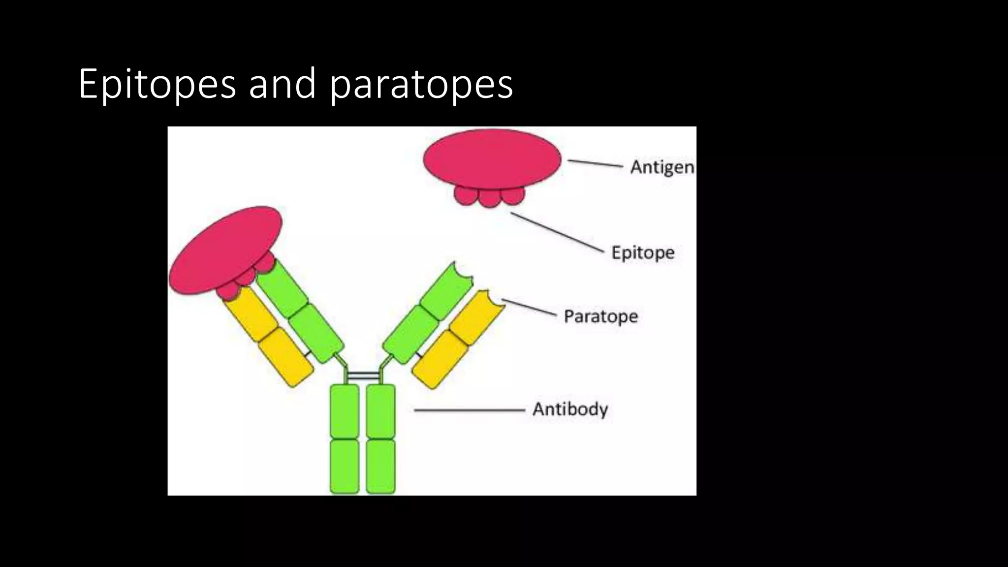 Epitopes and structure of antibodies.pptx
