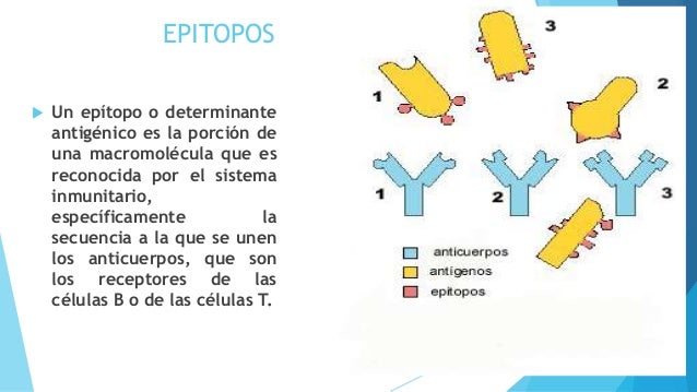 Epitopos, haptenos y mitogenos