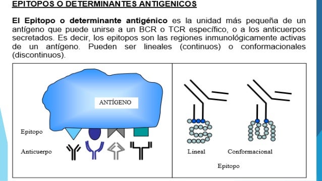 Epitopos, haptenos y mitogenos