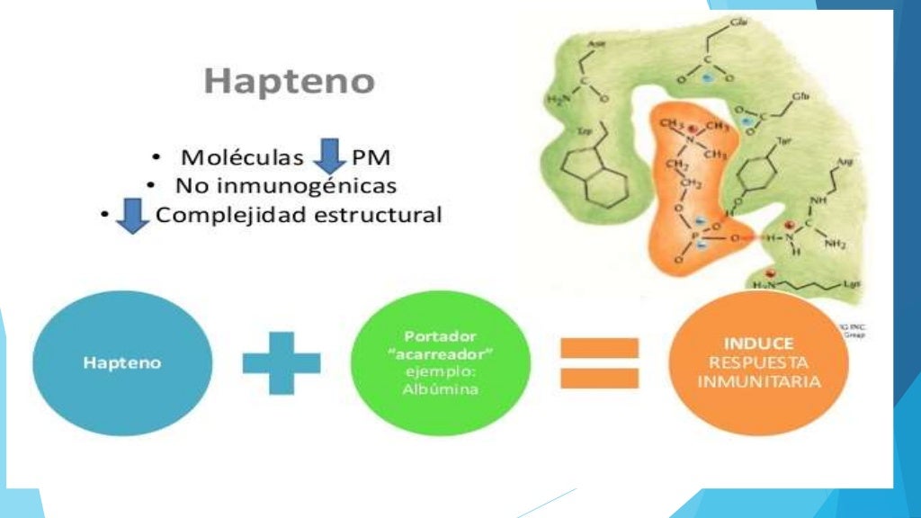 Epitopos, haptenos y mitogenos