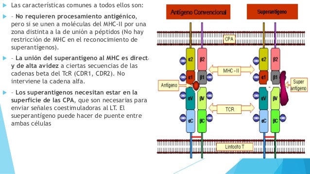 Epitopos, haptenos y mitogenos