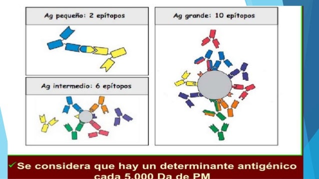 Epitopos, haptenos y mitogenos