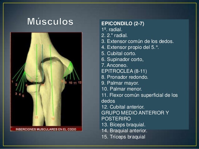 Epitrocleitis, epicondilitis y bursitis