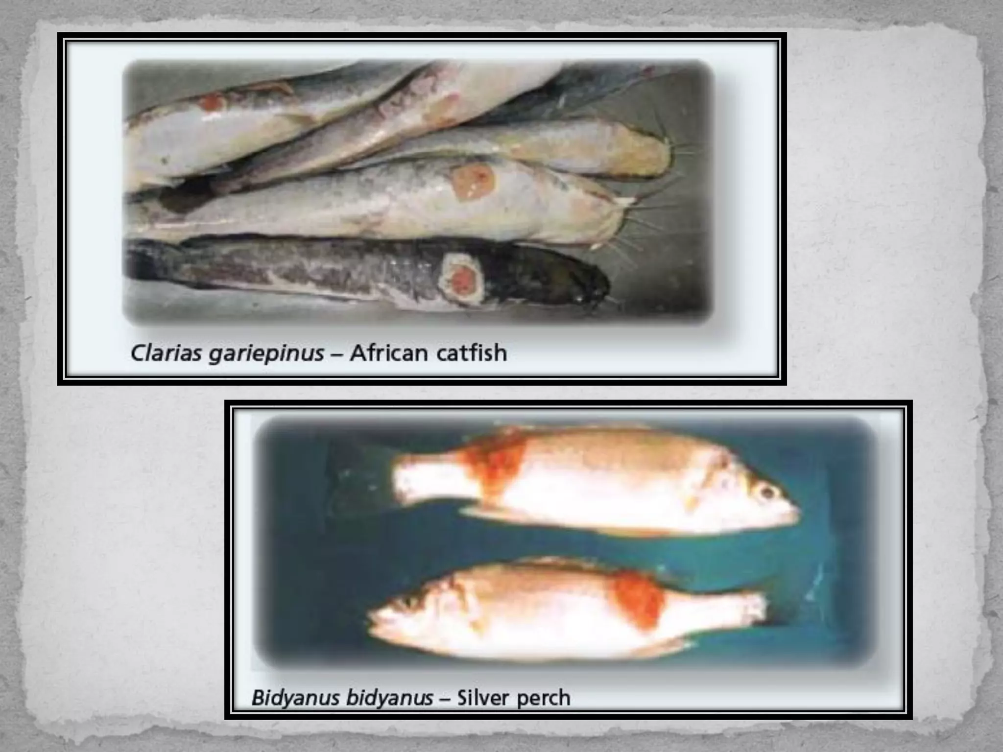 Epizootic Ulcerative Syndrome | PDF