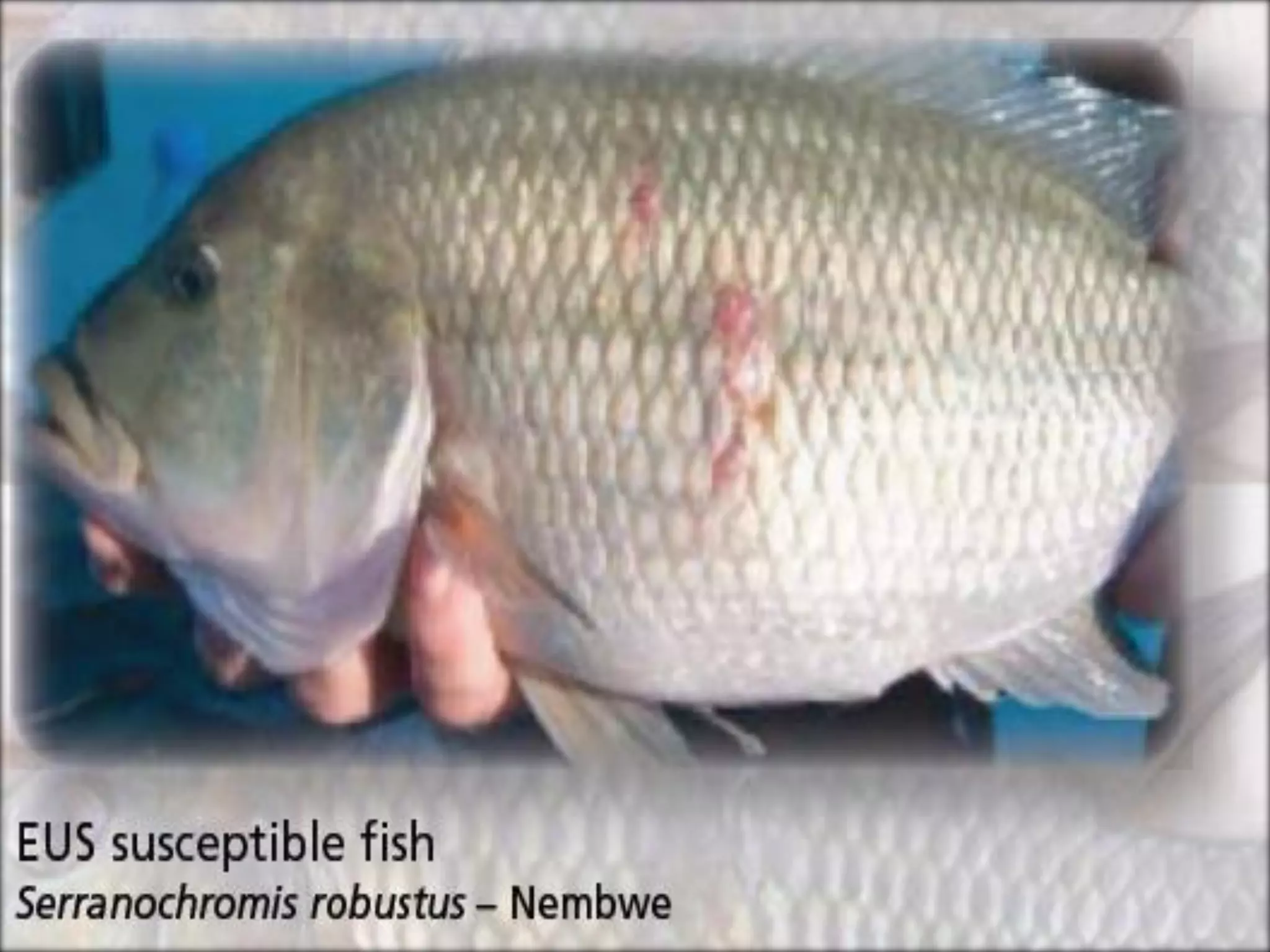 Epizootic Ulcerative Syndrome | PDF