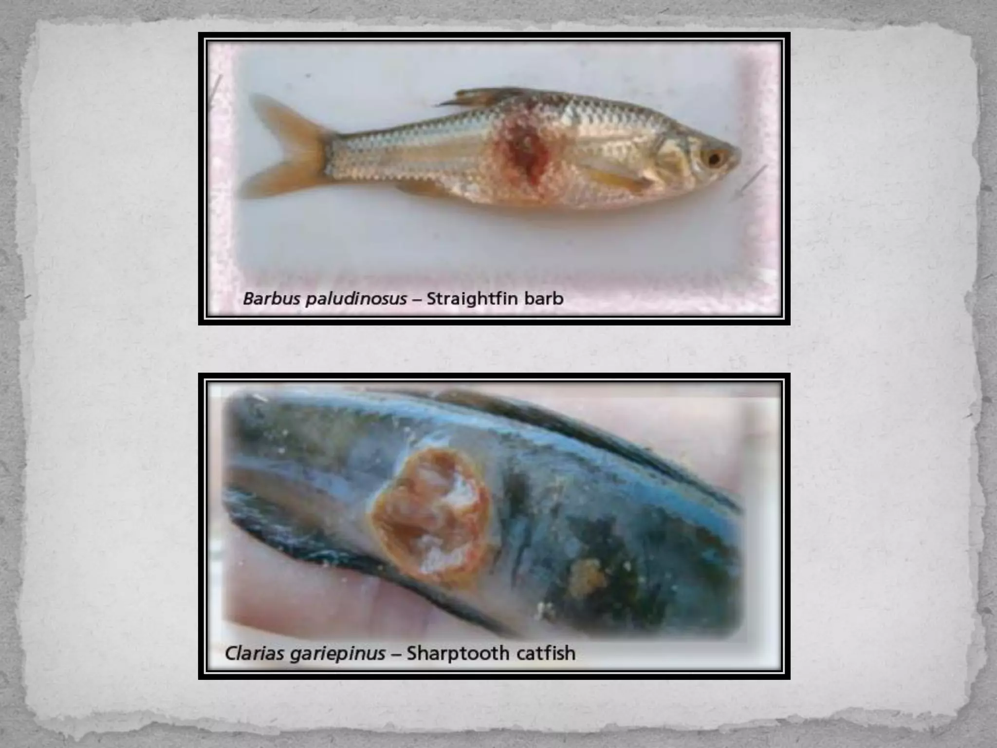 Epizootic Ulcerative Syndrome | PDF