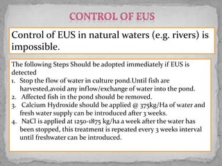 Epizootic Ulcerative Syndrome | PDF