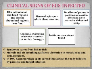Epizootic Ulcerative Syndrome | PDF