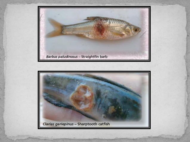 Epizootic Ulcerative Syndrome