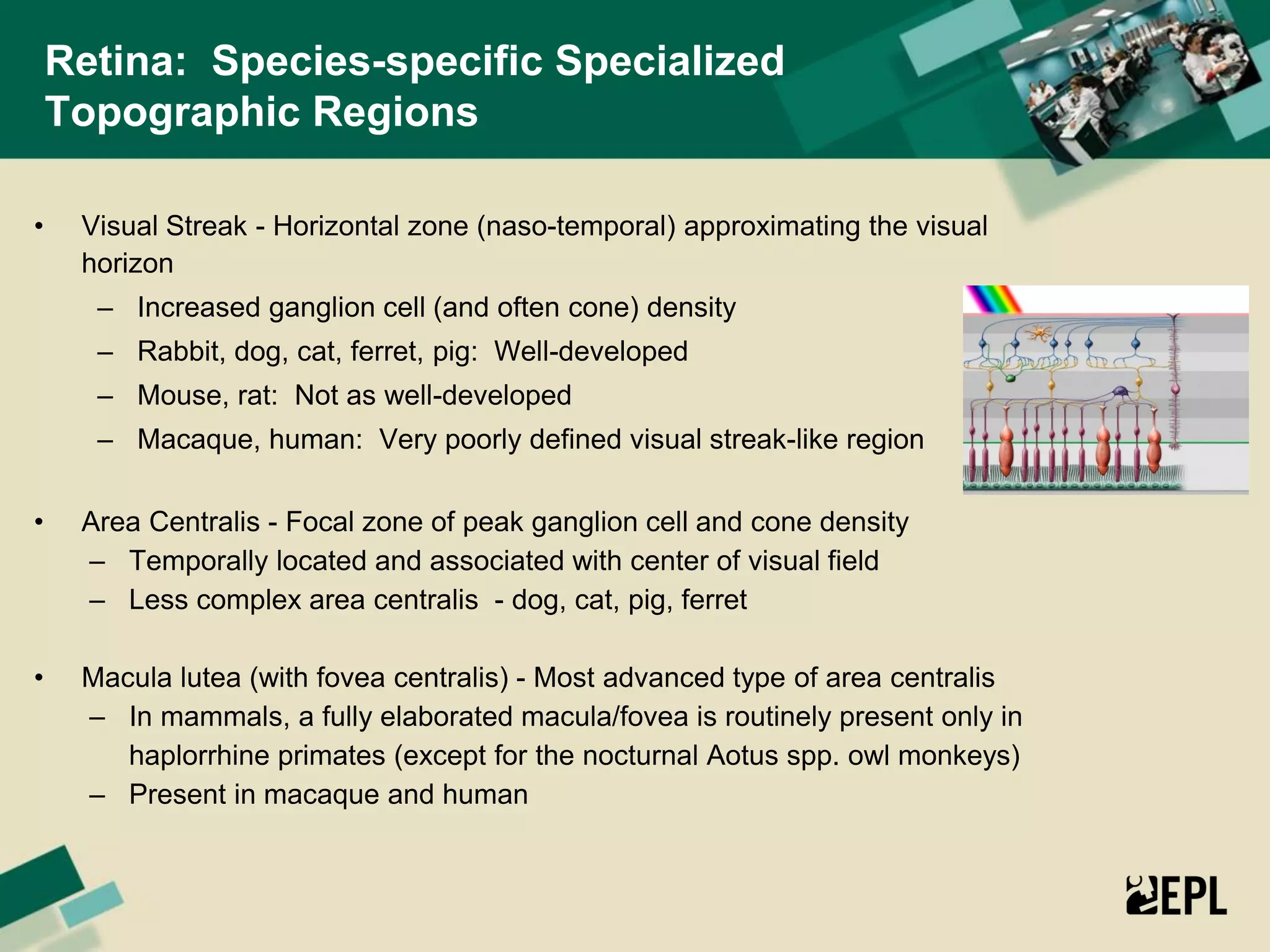 EPL, Inc. - Comparative Anatomy of the Eye | PDF