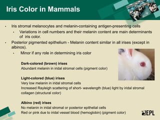 EPL, Inc. - Comparative Anatomy of the Eye | PDF