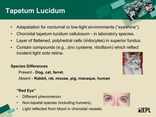EPL, Inc. - Comparative Anatomy of the Eye | PDF
