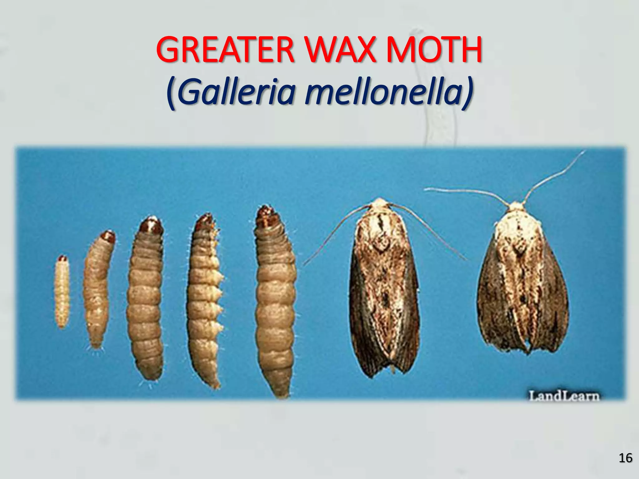 ENTOMOPATHOGENIC NEMATODES | PPTX