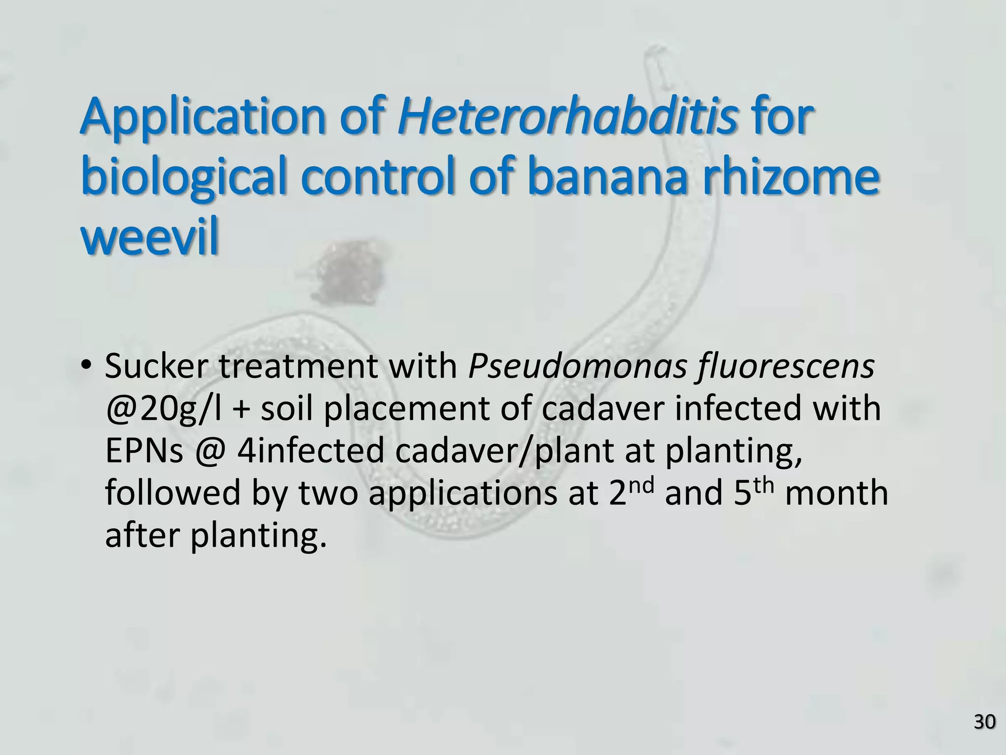 ENTOMOPATHOGENIC NEMATODES | PPTX