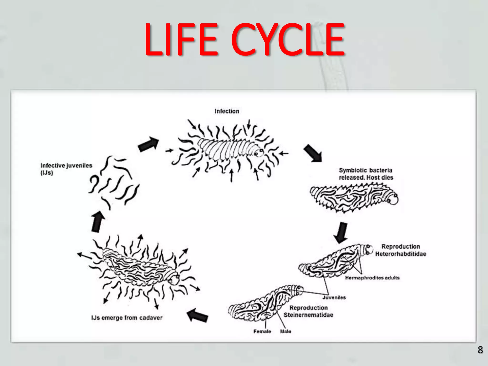 ENTOMOPATHOGENIC NEMATODES | PPTX