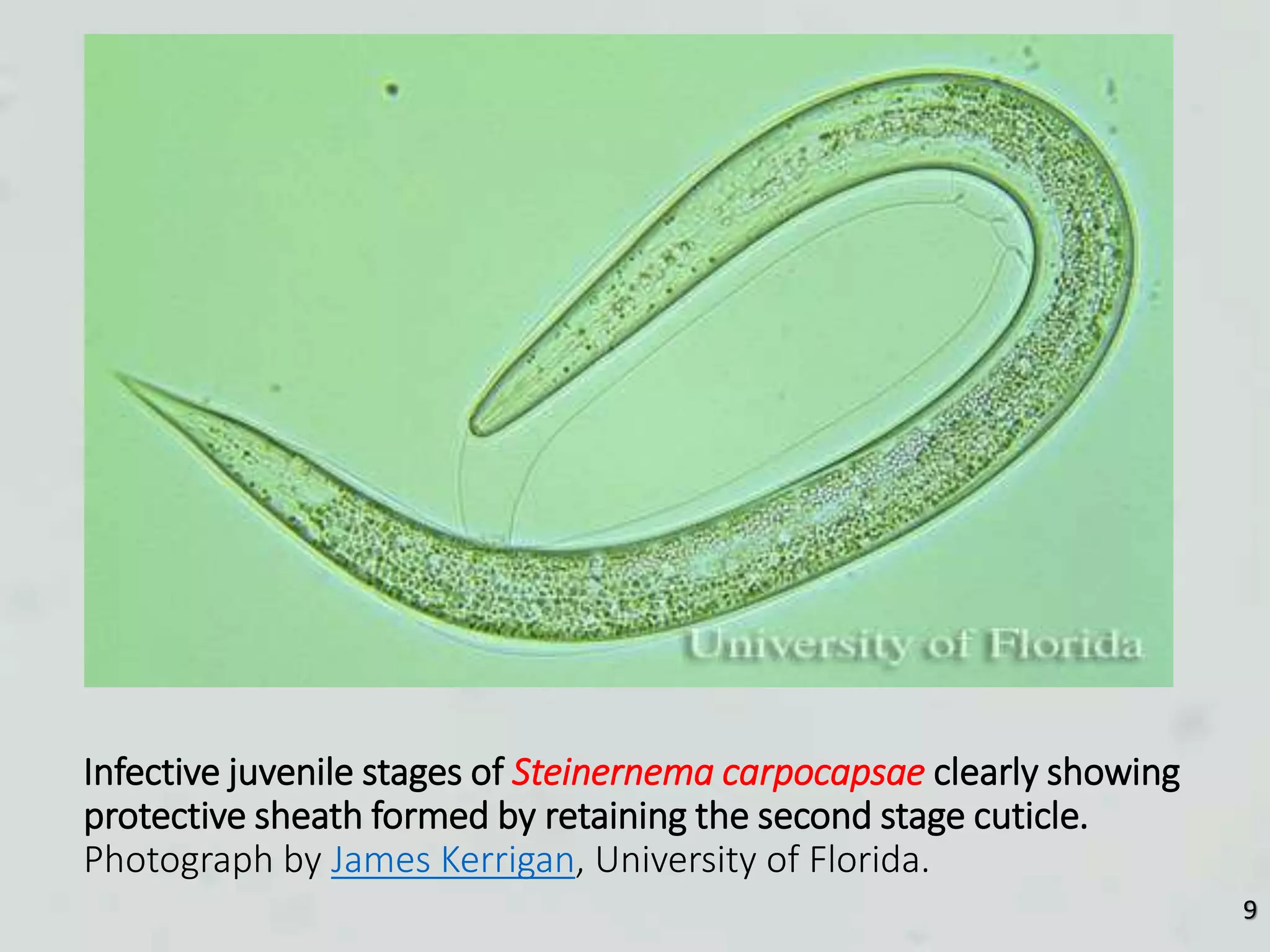 ENTOMOPATHOGENIC NEMATODES | PPTX
