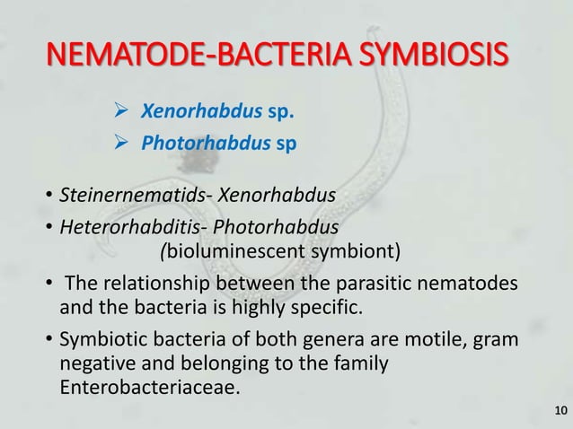 ENTOMOPATHOGENIC NEMATODES | PPTX