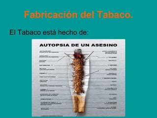 El Tabaco. | PPT