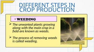 EPP Report about Agriculture of Crop production | PPT