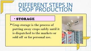 EPP Report about Agriculture of Crop production | PPTX