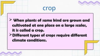 EPP Report about Agriculture of Crop production | PPT