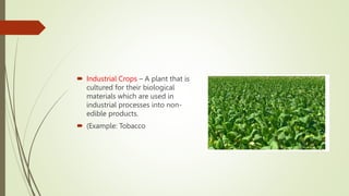 EPP-AGRI (1).pptx