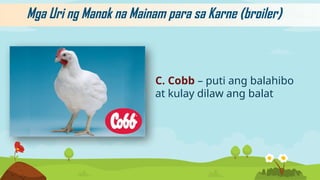 EPP-WEEK-4-DAY-4-Uri-ng-Manok-at-Pugo.pptx