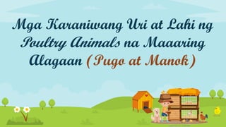 EPP-WEEK-4-DAY-4-Uri-ng-Manok-at-Pugo.pptx