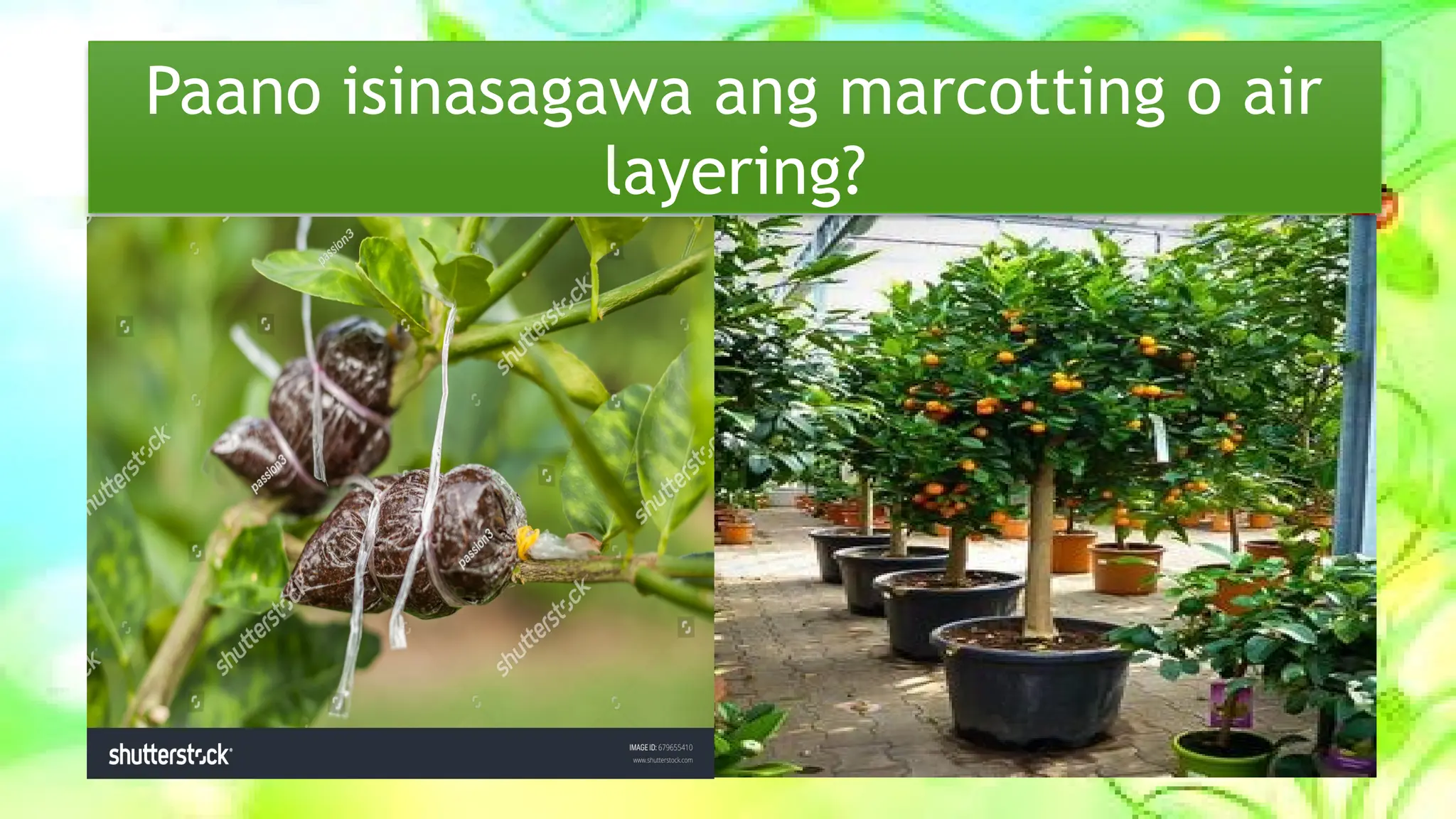 EPP 4 - AGRI. - Aralin 11 - Pagpaparami ng Halamang Ornamental(marcotting)ppt.pptx