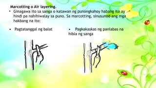 EPP 4 - AGRI. - Aralin 11 - Pagpaparami ng Halamang Ornamental(marcotting)ppt.pptx