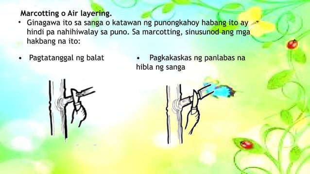 EPP 4 - AGRI. - Aralin 11 - Pagpaparami ng Halamang Ornamental(marcotting)ppt.pptx