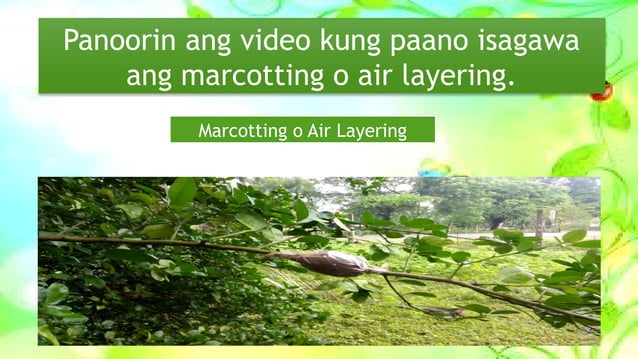 EPP 4 - AGRI. - Aralin 11 - Pagpaparami ng Halamang Ornamental(marcotting)ppt.pptx