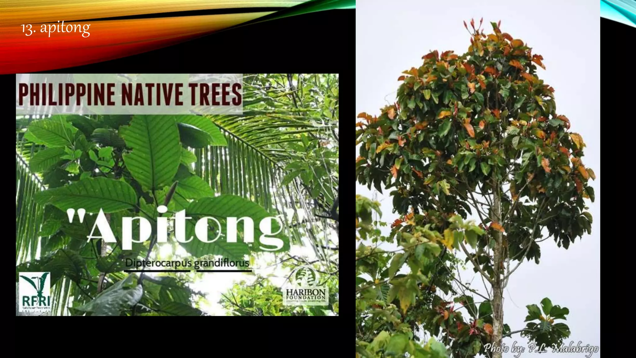 Epp6 aralin 1 punongkahoy | PPTX