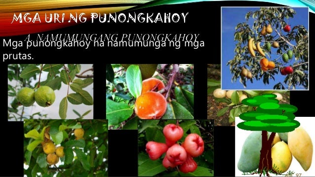 Halimbawa Ng Punong Kahoy Na Namumunga - gahalimba