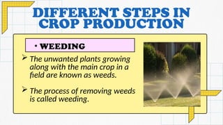 Agriculture: Crop Production in EPP Subject | PPTX