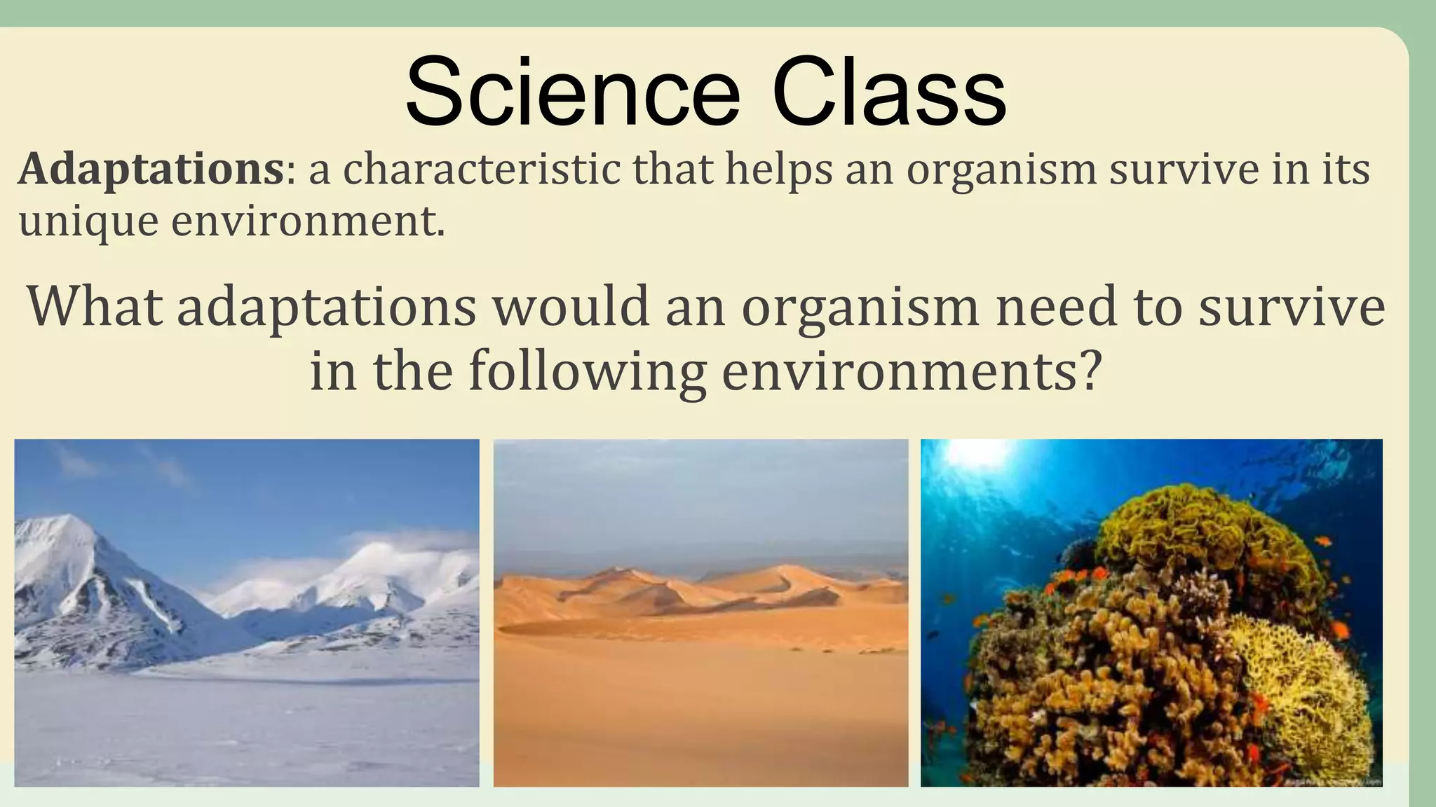 Lesson 1 animal adaptations (where else in the wild) | PPTX