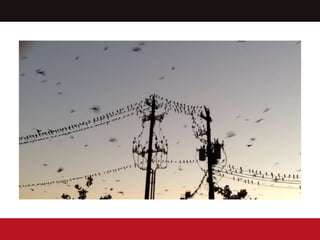 Animal mitigation products for high voltage networks | PPT