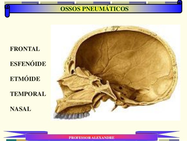 Anatomia corpo humano parte 1