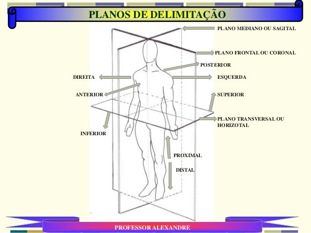 Anatomia corpo humano parte 1