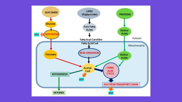nutritional ergogenic aids- exercise physiology | PPTX