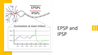 EPSP and IPSP | PDF