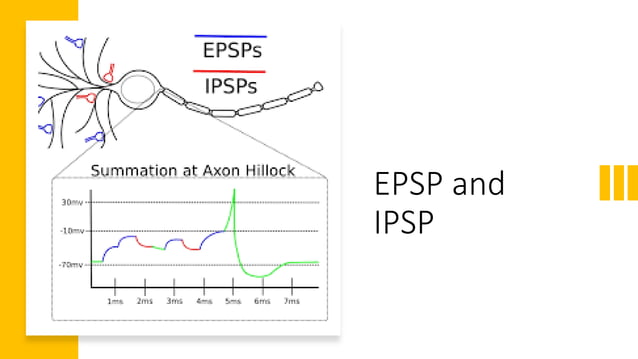 EPSP and IPSP | PDF