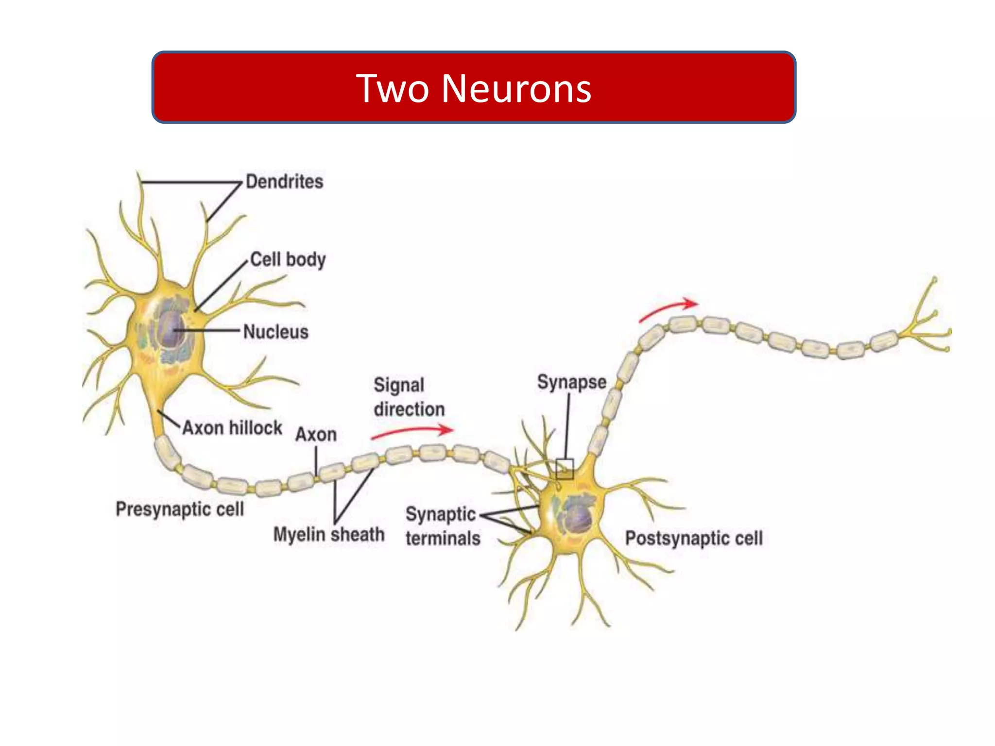 Neuronal Communication -EPSP & IPSP | PPT