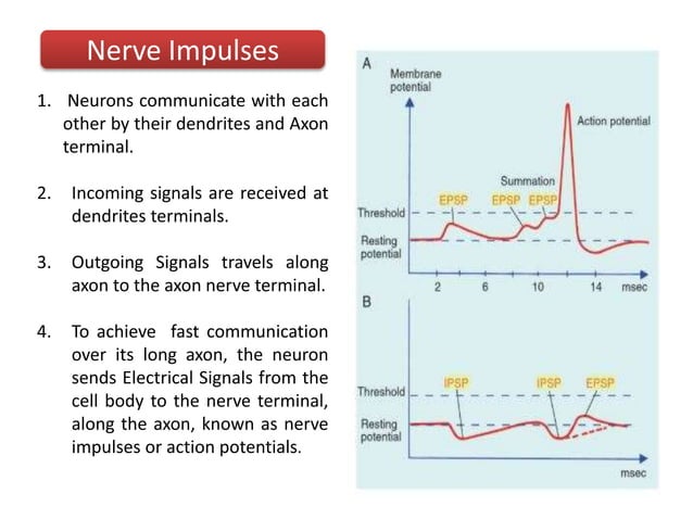 Neuronal Communication -EPSP & IPSP | PPT