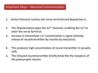 Neuronal Communication -EPSP & IPSP | PPT