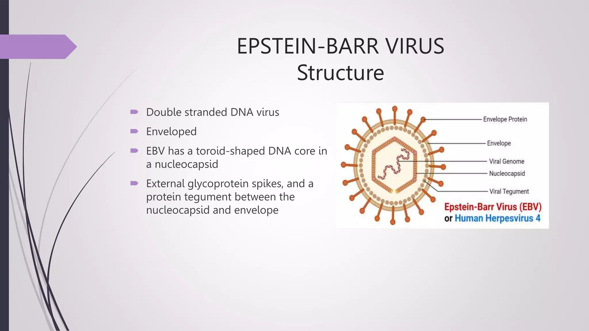EPSTEIN-BARR VIRUS.pptx