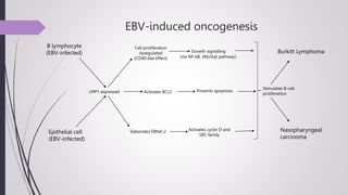 EPSTEIN-BARR VIRUS.pptx